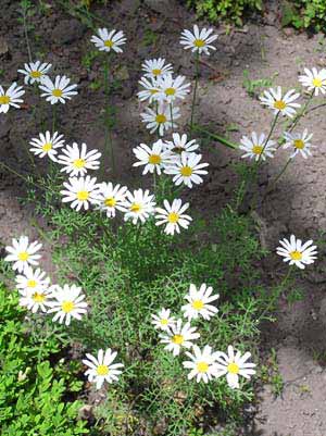 Kerti ruta bio gyógynövény palánta